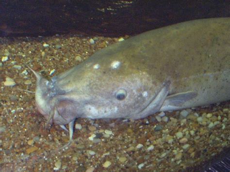 Image result for Electrical Fish