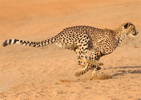 Image result for Fast Cheetah