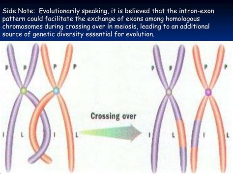 Image result for Gene Expression Promoter Operon