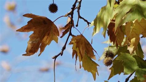 Image result for One Leaf Falling Image
