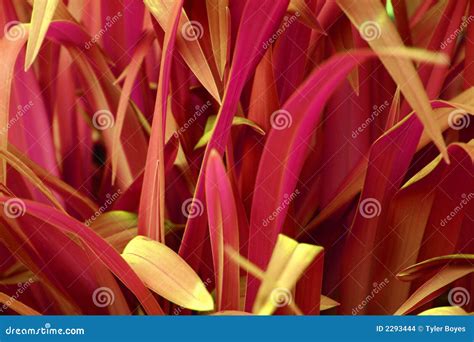 Image result for Alien Grass