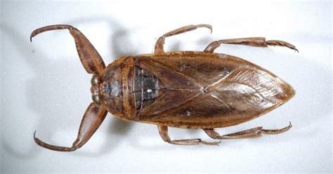 water bug bite - Made For Mash