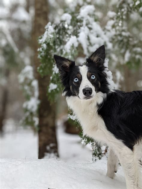 Image result for Snow Dogs Cast