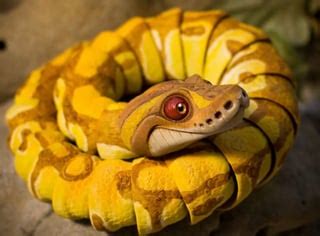 Image result for Python Snake Face