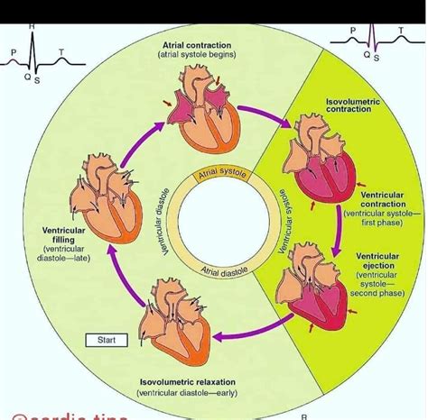 Image result for Cardiac Cycle Step by Step