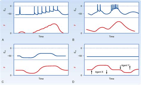 Image result for Action Potential Muscle Contraction