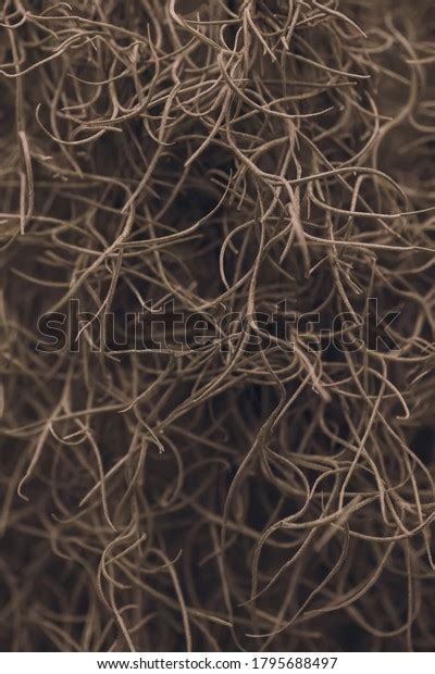 Image result for Tree Root Pattern