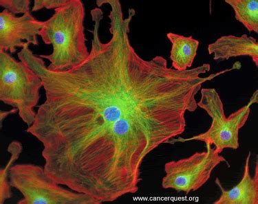 Cytoskeleton Animated Gifs | Photobucket