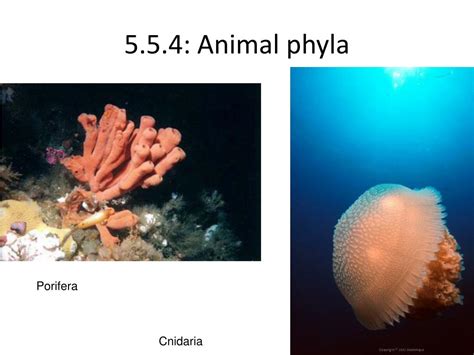 Image result for Classification Examples Grade 5