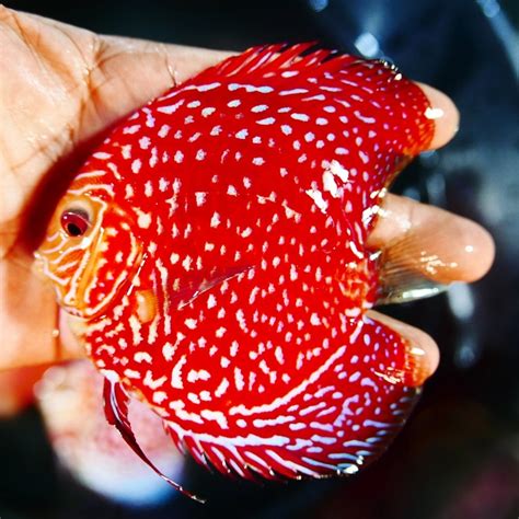 Image result for Red Rafflesia Discus
