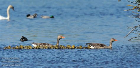 Image result for Anser Anser Spectrogram