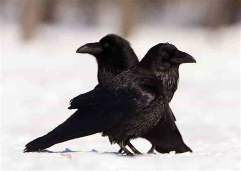 Image result for Ravens Behavior