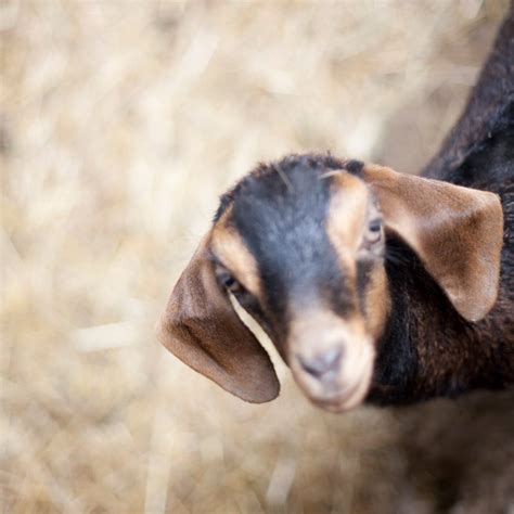 Image result for Salt Spring Island Cheese