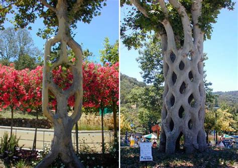 Image result for Tree Shaping Practices