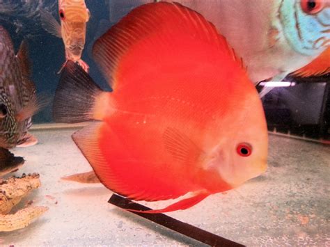 Image result for Red Melon Discus
