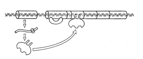 Image result for Operon Labeled