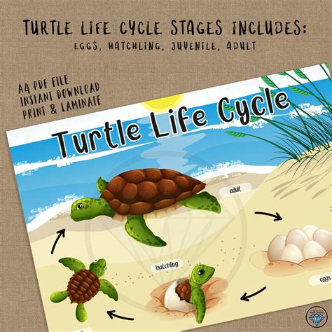 Image result for Turtle Life Cycle Free Printable