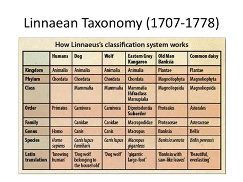 Image result for Linnaean System Example
