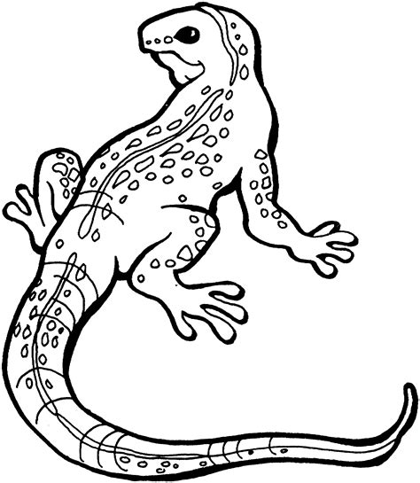 Image result for Lizard Coloring Pages