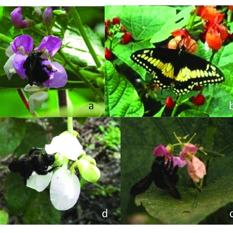 Image result for Pollinating Insects