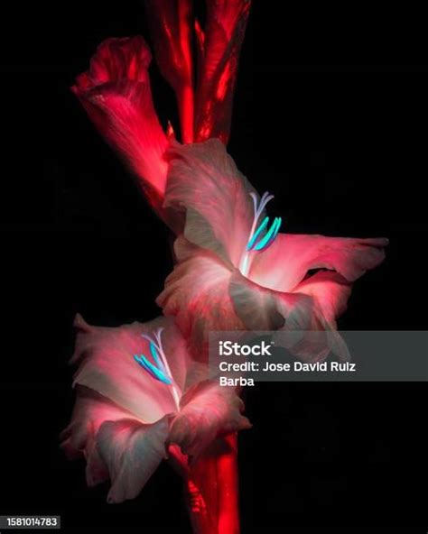 Image result for Ultraviolet Photography Examples