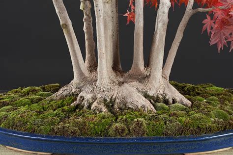 Image result for DIY Java Moss Bonsai Tree