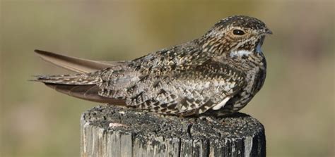 Image result for Nighthawk In-Flight Call Sounds