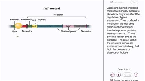Image result for Lac Operon Animation