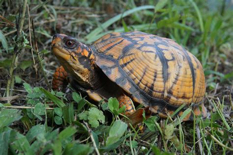 Image result for Orange Box Turtle