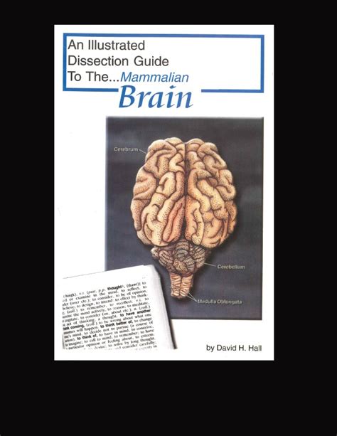 Image result for Brain Dissection
