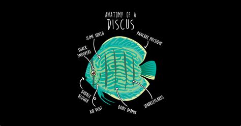 Image result for Discus Fish Anatomy