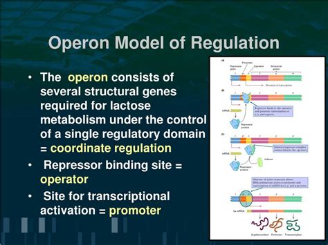 PPT - Molecular Mechanisms of Gene Regulation PowerPoint Presentation ...