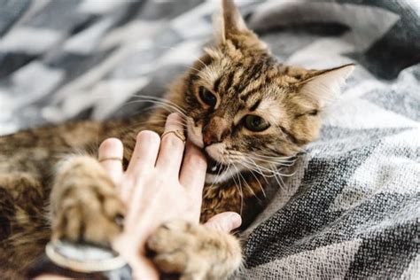 Image result for Cat Training Hand Aggression