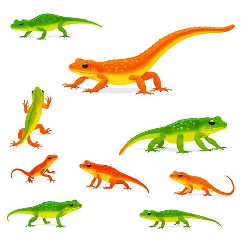 Image result for Different Color Lizards