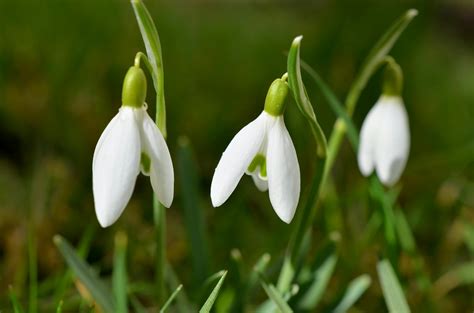 Image result for Snowdrop Pictures Free