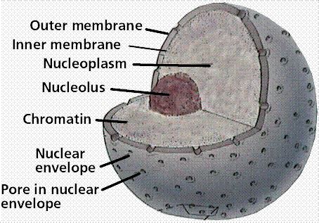 Image result for Nuclear Envelope Function Animation