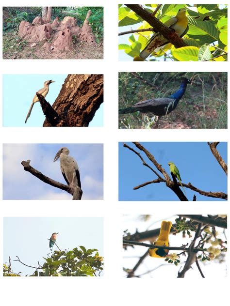 Image result for Bird Vector Question Class 11th