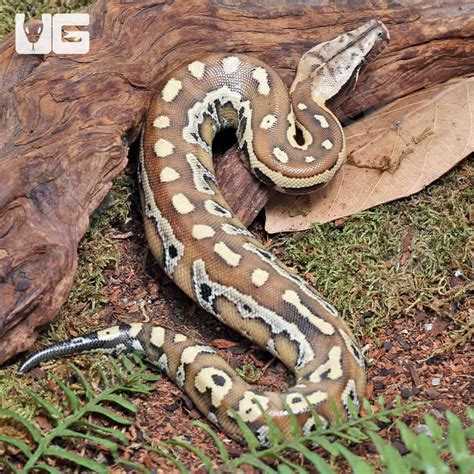 Image result for Baby Blood Python