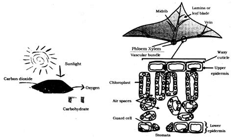Image result for Class 10 Science Chapter 5 Life Process