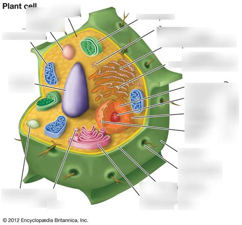 Plant Cell Diagram Diagram | Quizlet