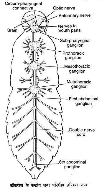 Image result for Cockroach Nervous System