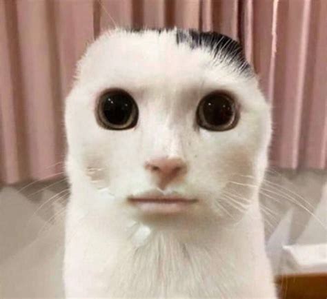 Image result for Alien Earth Cat
