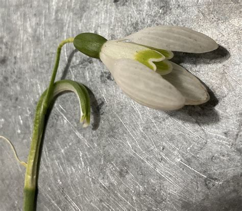 Image result for Snowdrop Varieties