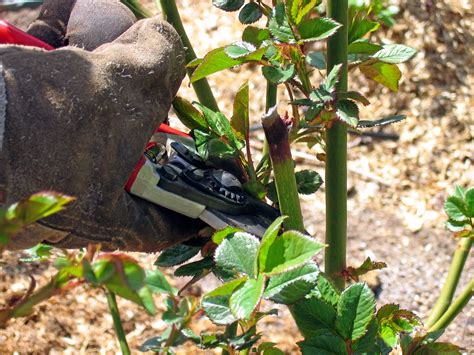 Image result for Pruning Shrub Roses in Spring