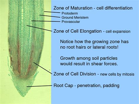 Image result for Root Structure and Function