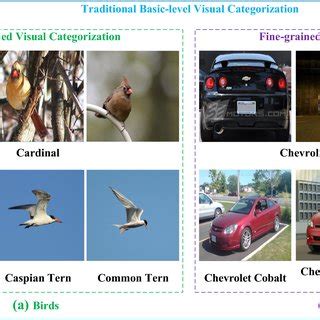 Image result for Basic Level Categorization