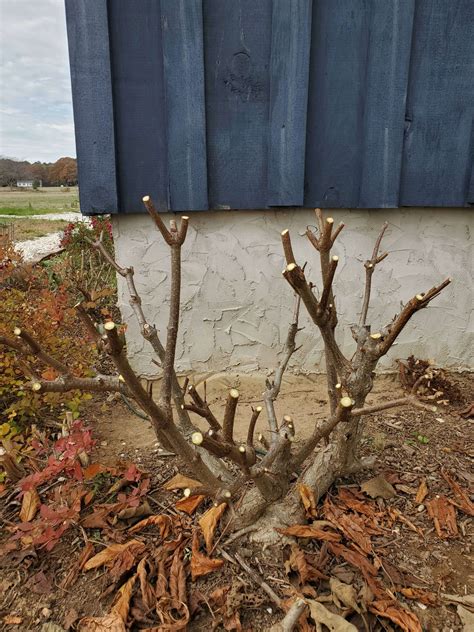 Image result for How to Prune Hydrangea Tree