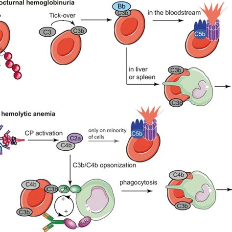 Image result for Lectin Pathway of the Complement System