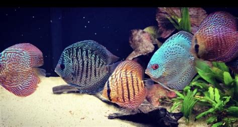 Image result for Discus Fish Compatibility