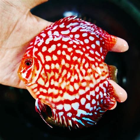 Image result for Red Eagle Discus